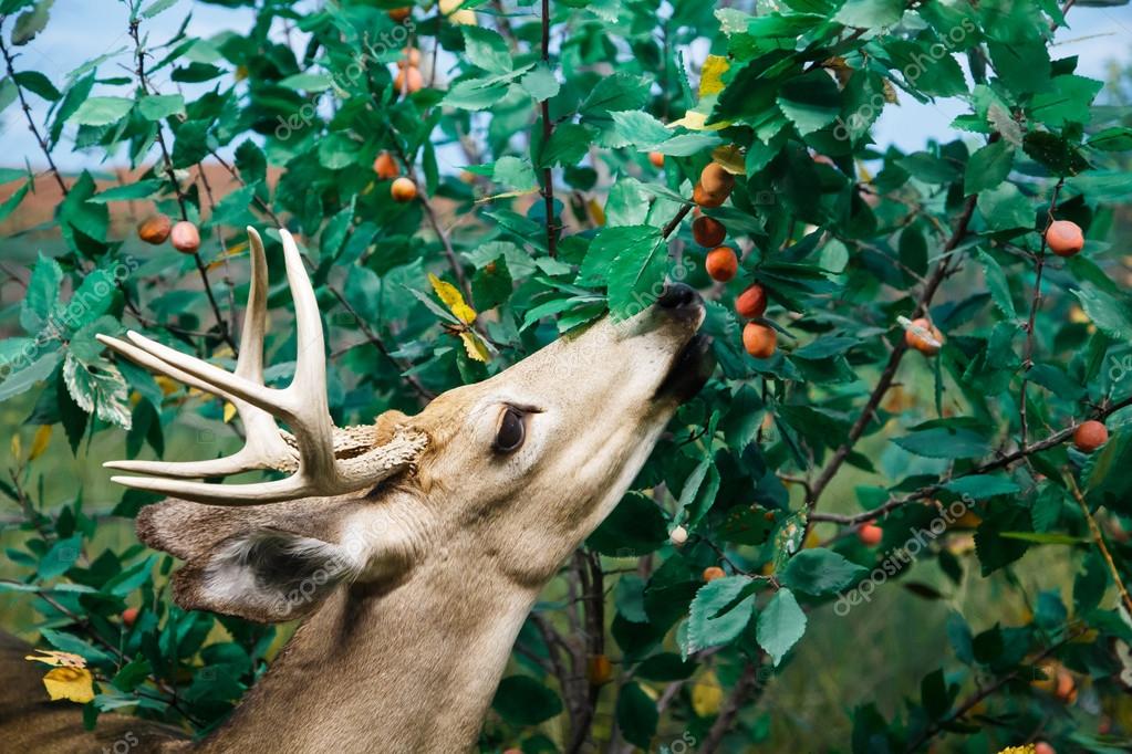 Insectos Comiendo Hojas De Plantas