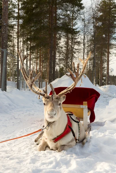 Reindeer in harness - Stock Image - Everypixel