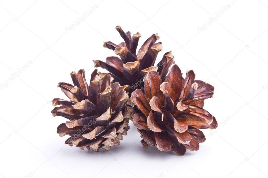 Collection of cones isolated on white background — Stock Photo ...