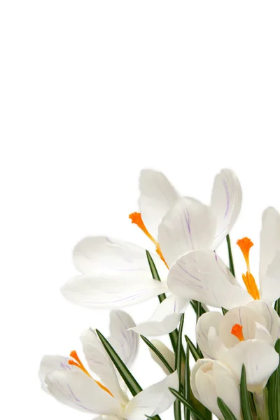 Art Beautiful Spring White crocus Flowers on white background — Stock ...