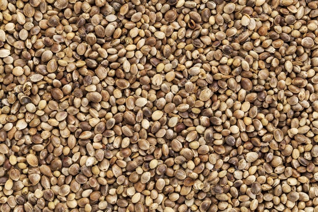 Hemp seed — Stock Photo © PixelsAway #26541481