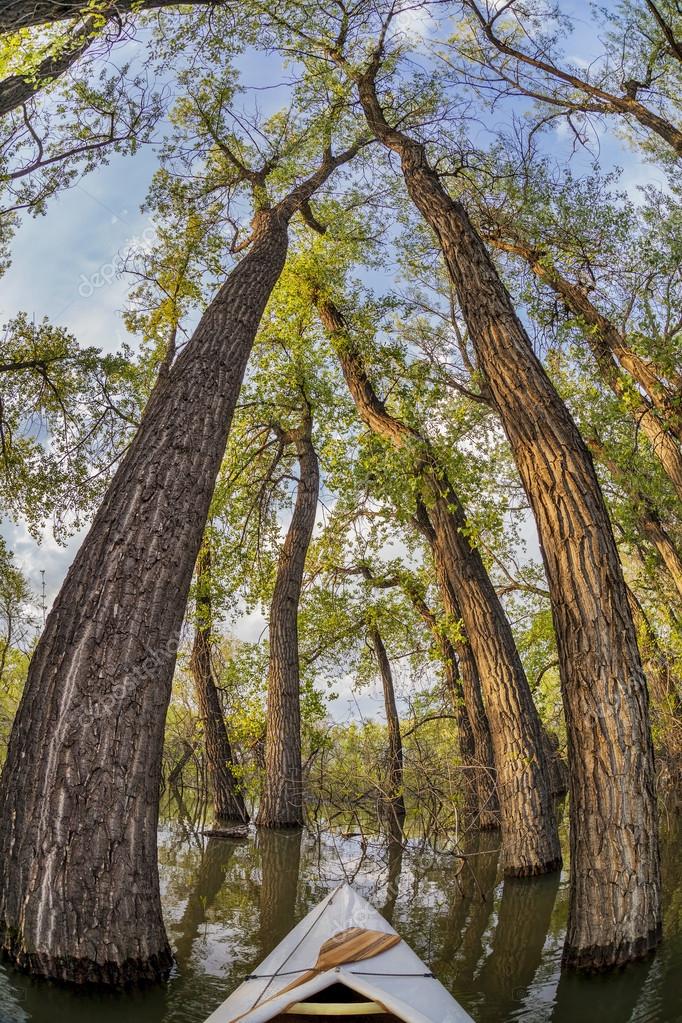 Paddling through a magic forest Stock Photo by ©PixelsAway 46541437