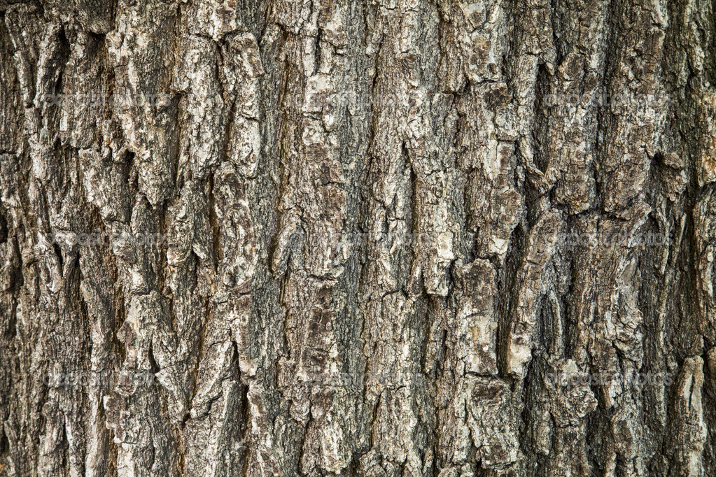 Oak tree bark texture Stock Photo by ©PixelsAway 49025319