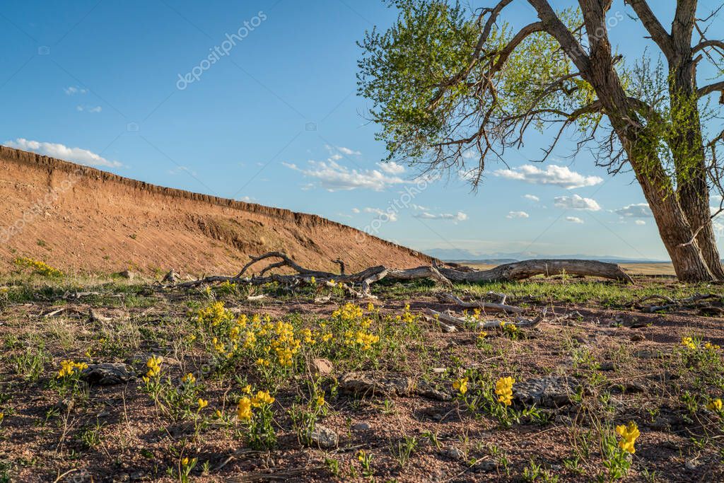 patch of yellow wildflowers in windy prairie of northern Colorado ...