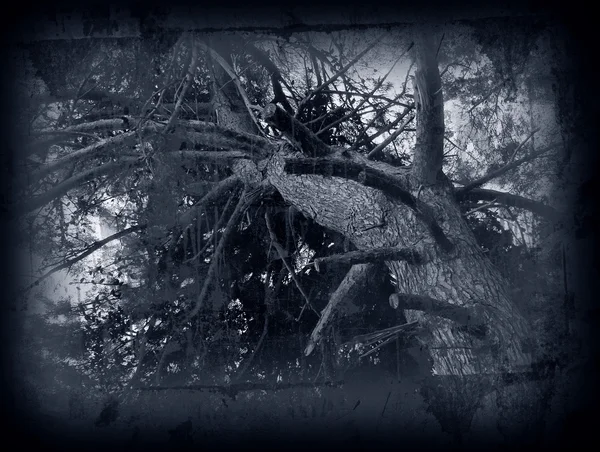 Tree of fear shot Stock Photos, Royalty Free Tree of fear shot Images ...