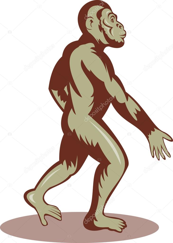 Prehistoric man or ape walking upright Stock Vector Image by ...