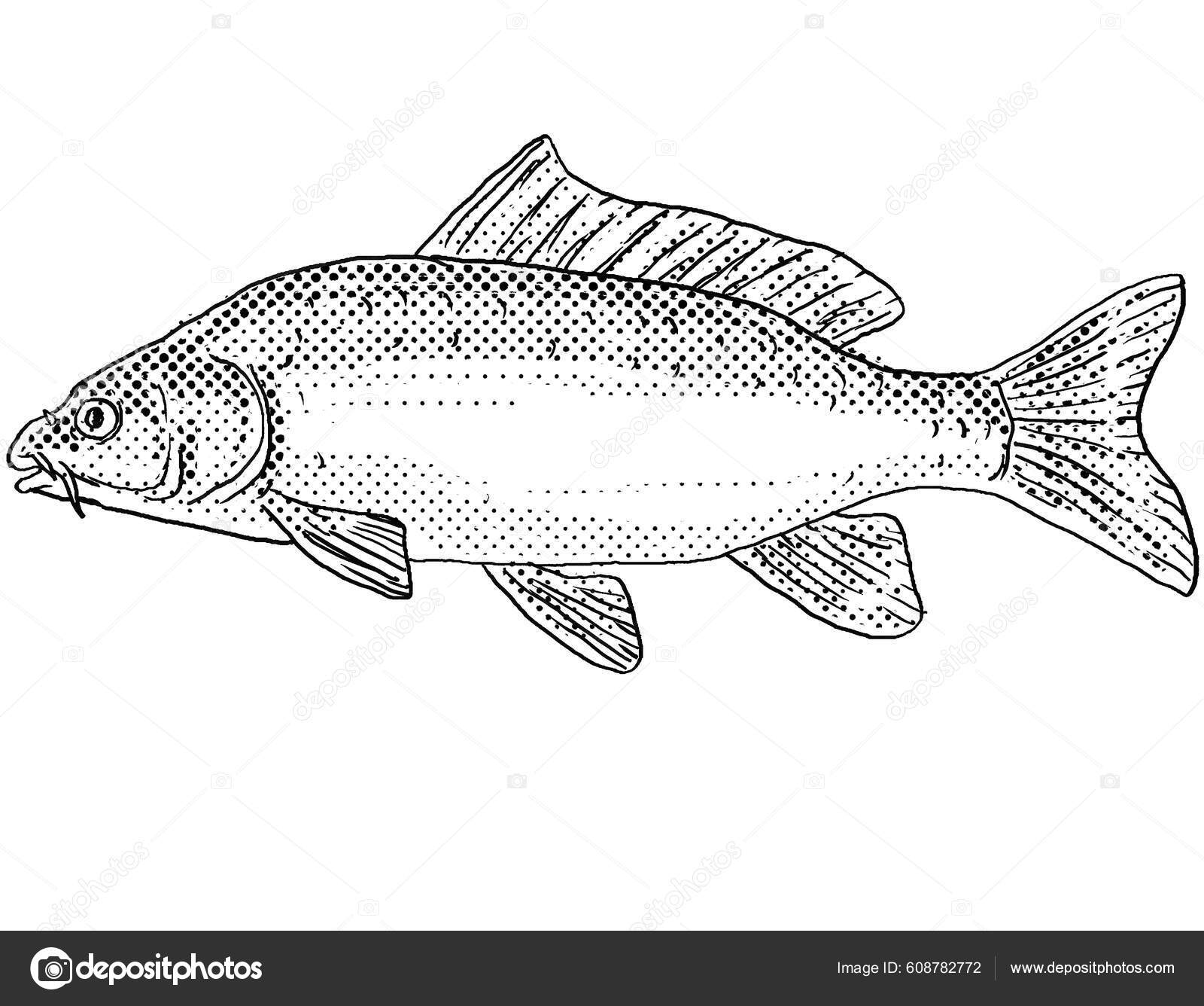 Cartoon Style Line Drawing Eurasian European Carp Cyprinus Carpio ...