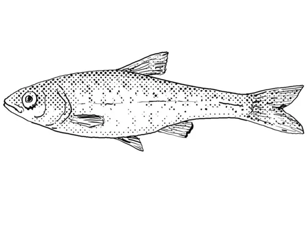 Cartoon Style Line Drawing Quillback Carpiodes Cyprinus Quillback ...