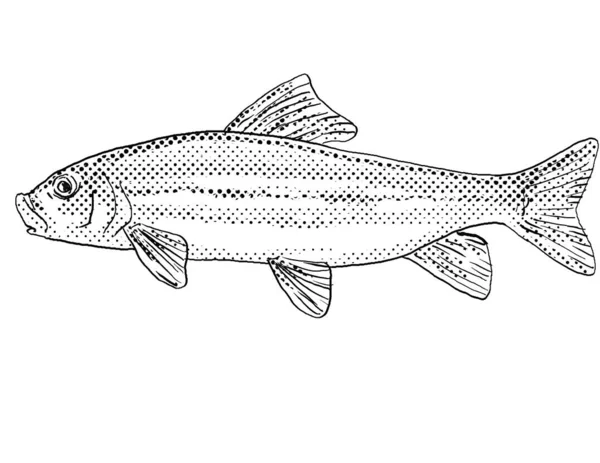 Cartoon Style Line Drawing Redfin Pickerel Esox Americanus Americanus ...