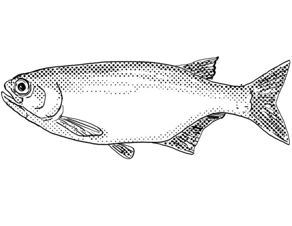 Cartoon Style Line Drawing Quillback Carpiodes Cyprinus Quillback ...