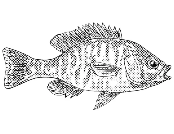 Cartoon Style Line Drawing Quillback Carpiodes Cyprinus Quillback ...