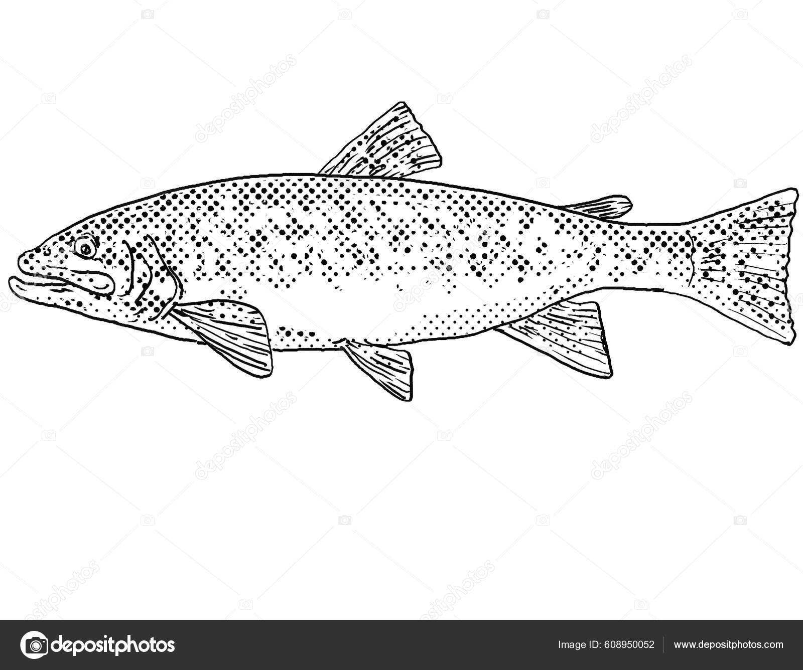 Brook Trout Drawing