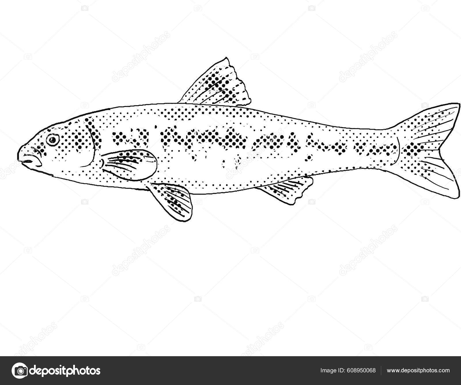 Tecknad Stil Linje Ritning Stor Skala Stoneroller Eller Campostoma ...