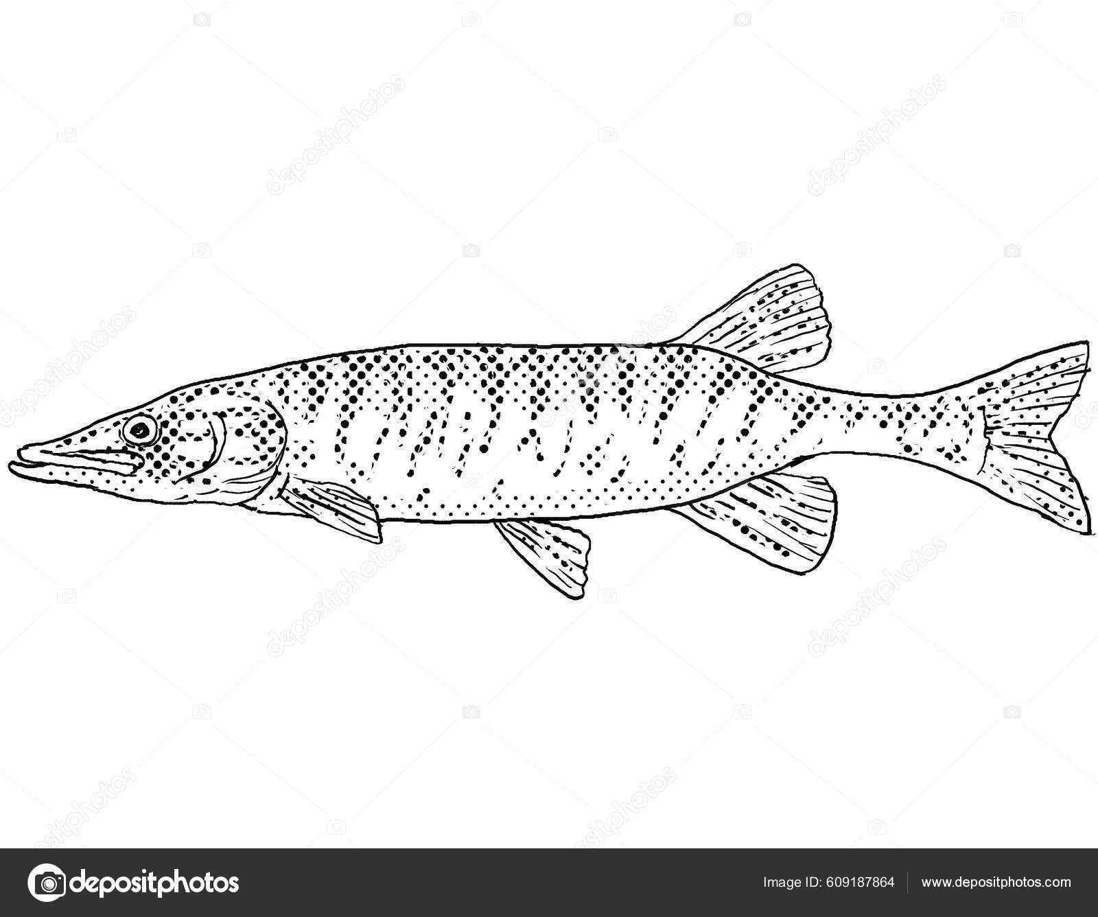 Cartoon Style Line Drawing Redfin Pickerel Esox Americanus Americanus ...