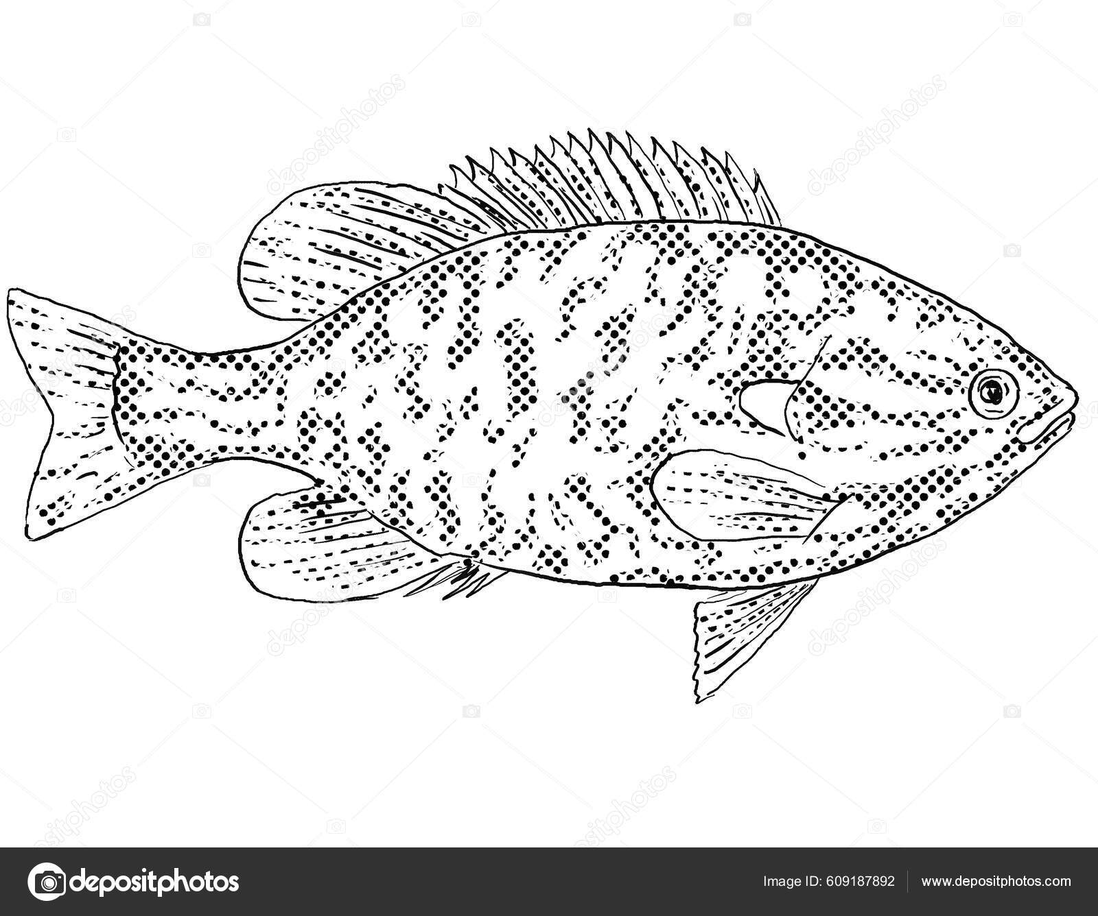 Cartoon Style Line Drawing Northern Sunfish Lepomis Peltastes ...