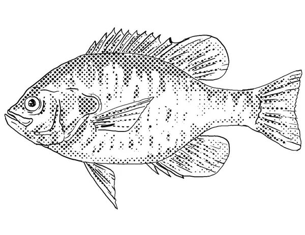 Cartoon Style Line Drawing Pumpkinseed Lepomis Gibbosus Pond Perch ...