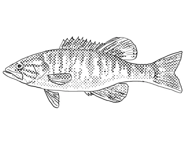 Cartoon Style Line Drawing Quillback Carpiodes Cyprinus Quillback ...