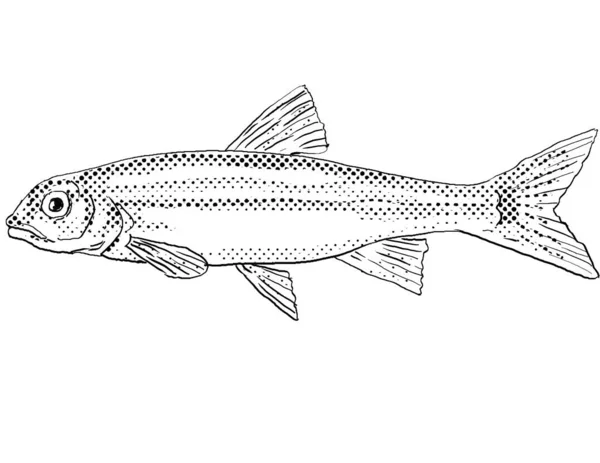 Cartoon Style Line Drawing Whitefish Prosopium Cylindraceum Freshwater ...