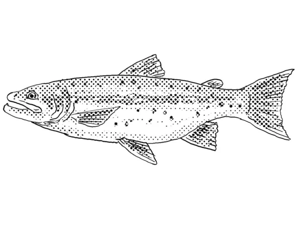 Cartoon Style Line Drawing Redfin Pickerel Esox Americanus Americanus ...