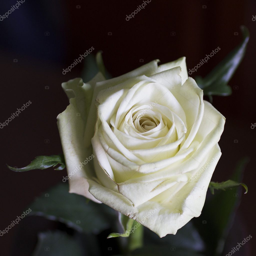 White rose Stock Photo by ©Koufax73 39888729