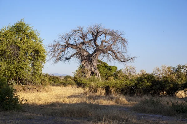 African baobab tree — Stock Photo © EcoPic #1995077