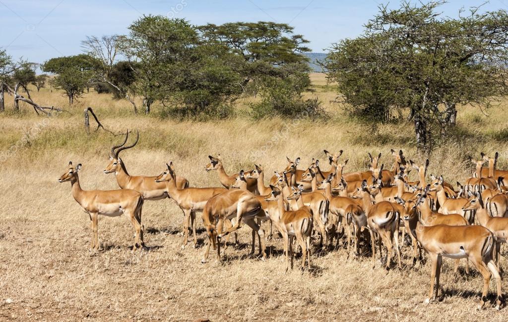 Impala Ram ahuyentando su harén en Tanzania Wilderness 2022