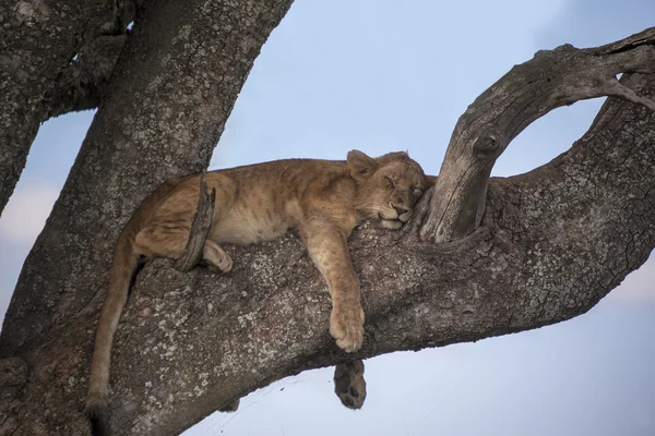 Lion in tree Stock Photos, Royalty Free Lion in tree Images | Depositphotos