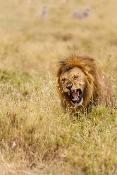 Lion yelling Stock Photos, Royalty Free Lion yelling Images | Depositphotos