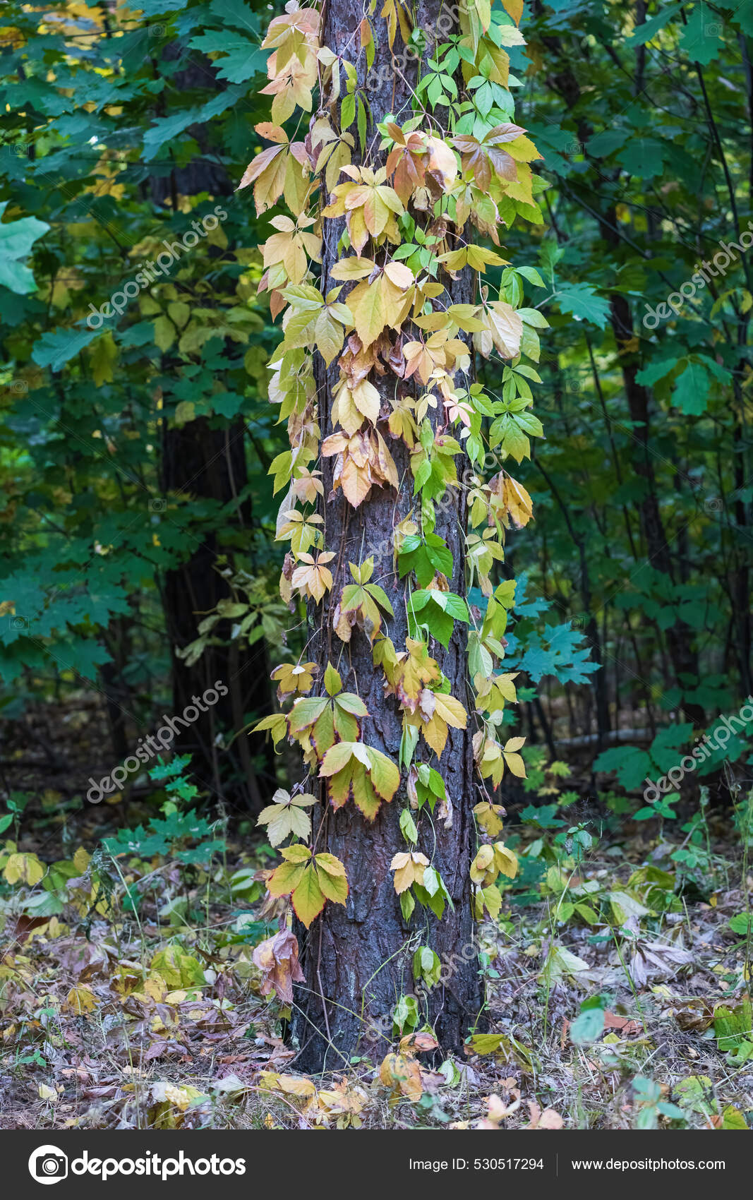 Creeping Plants Autumn Leaves Tree Trunk Forest Stock Photo by ©rognar ...