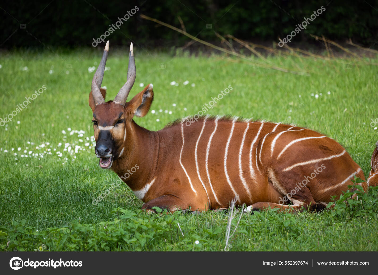 Female Bongo Antelope