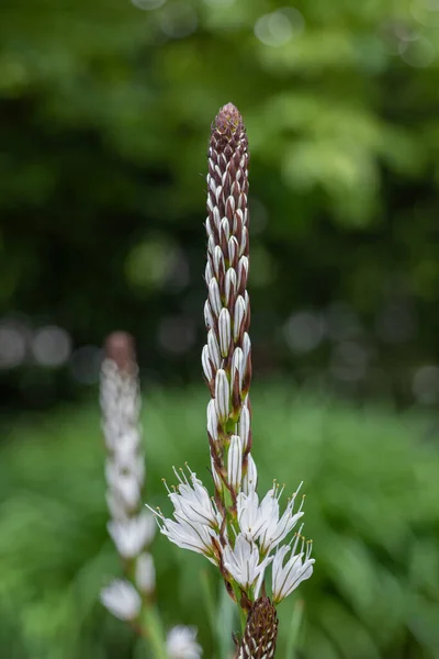 Brotes de álamo blanco y flor, Molino Asphodelus albus. Planta herbácea ...