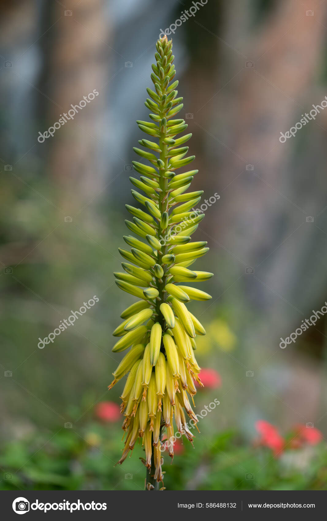 Aloe Vera Burm Syn Barbadensis Mill Flower Plant Monocot Family Stock ...