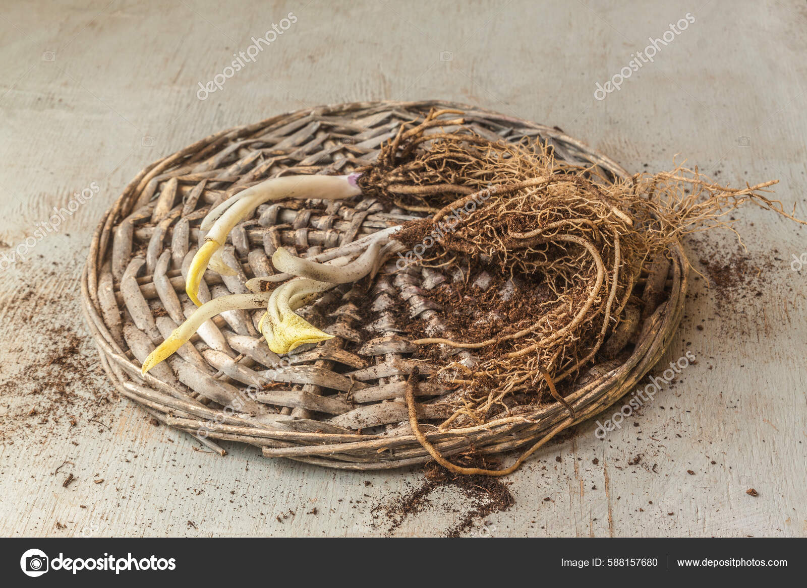Two Young Hosta Plants Open Root System Planting Garden — Foto de stock ...