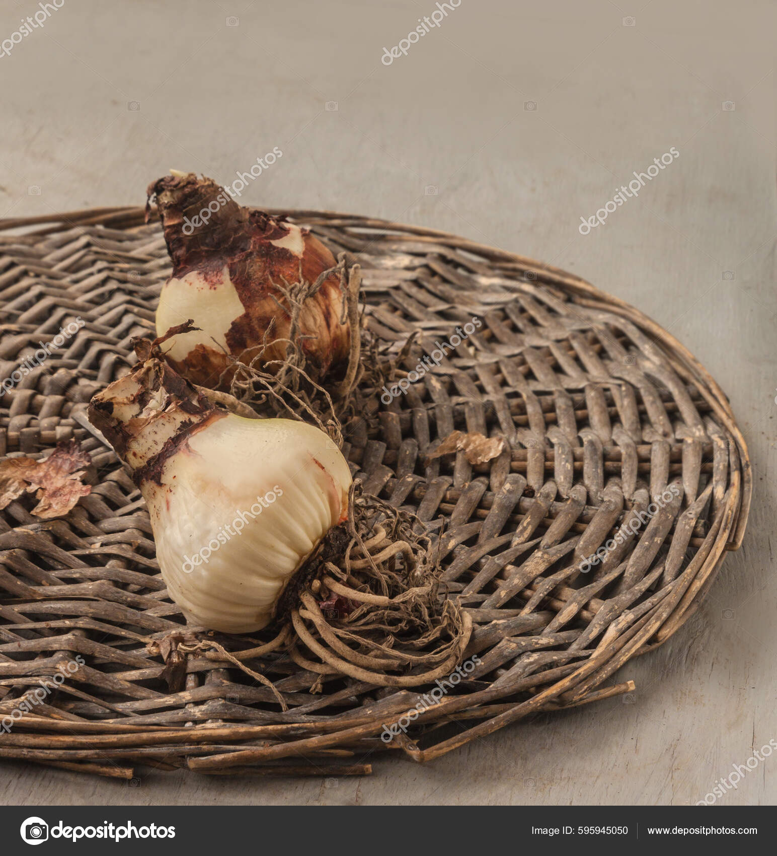 Two Bulbs Hippeastrum Amaryllis Roots Wicker Circle Gray Table Stock ...