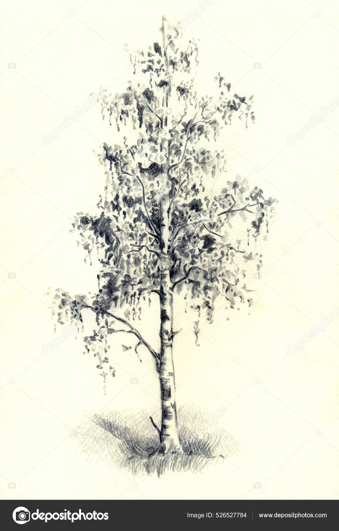 Old Tall Birchtree Stem Bush Copse Spring Lawn Floral Field — Stock ...