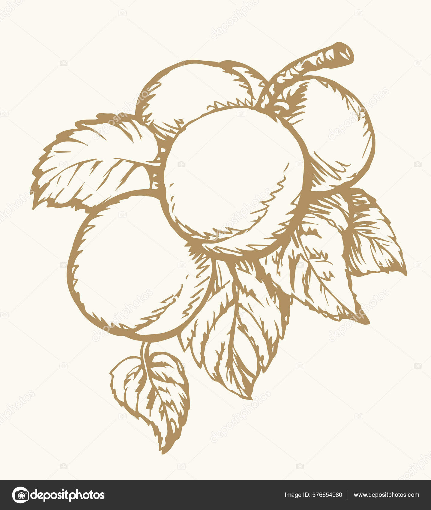 Red Outline Hand Drawn Big Raw Fresh Prune Twig Stem Stock Illustration ...