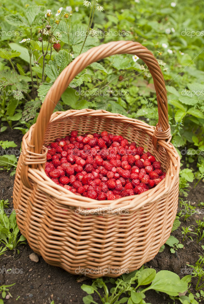 Wild Strawberries In A Basket Between Wild Strawberry