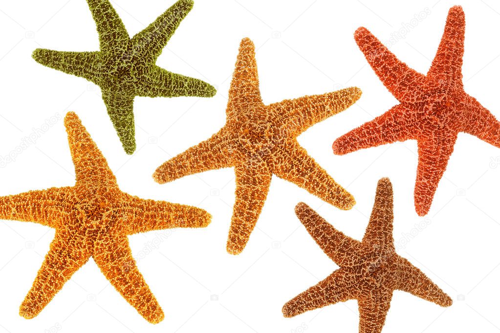 Five starfish — Stock Photo © karych #42142981