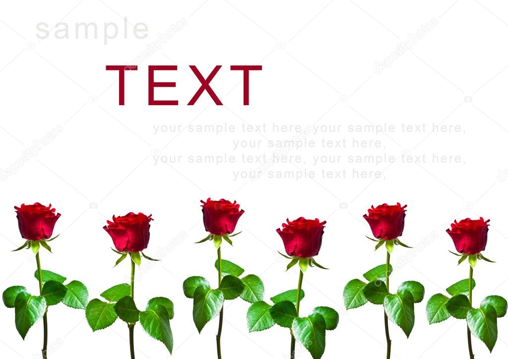 Six red roses on white background with space for text Stock Photo by ...