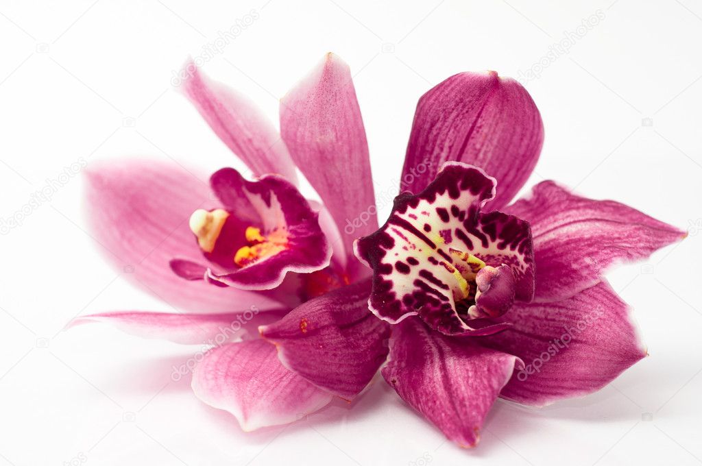 Orchid — Stock Photo © loriklaszlo #28765115