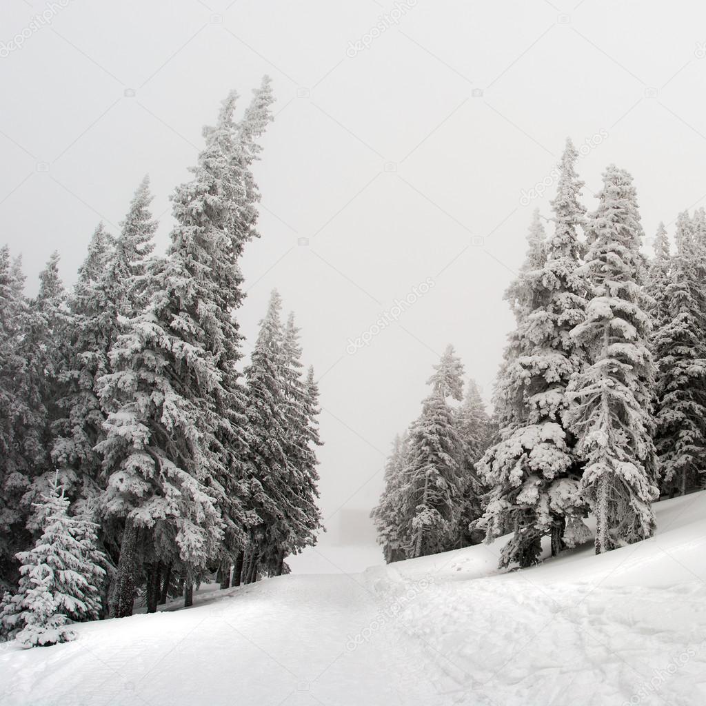 Winter forest — Stock Photo © loriklaszlo #32545431
