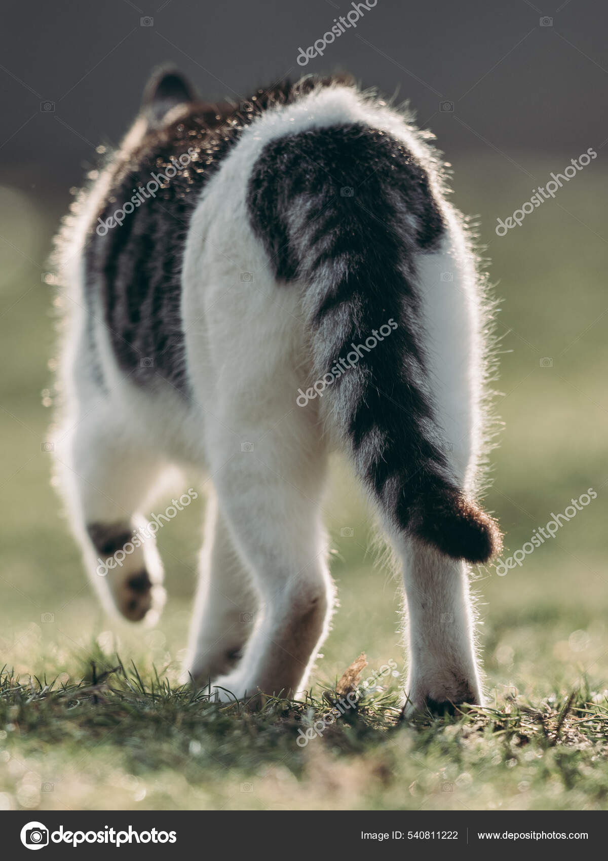 Cat Walking Back View
