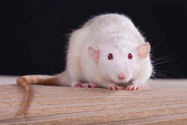 The rat — Stock Photo © Saksoni #12347263
