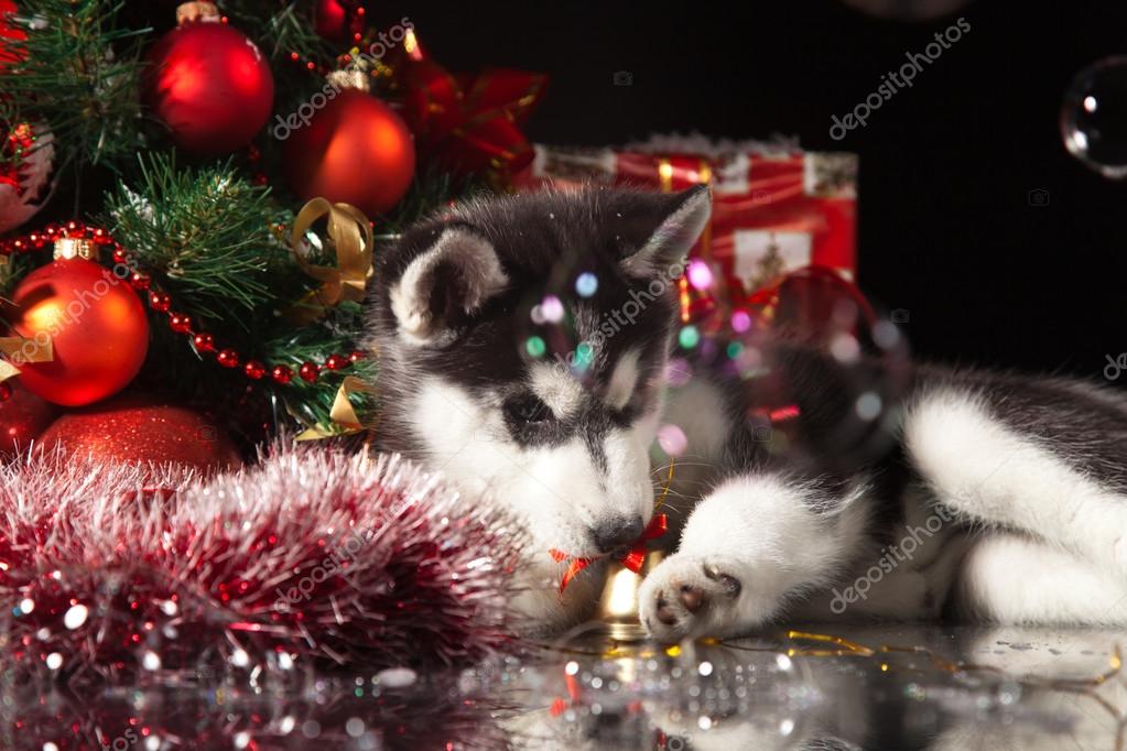 Cute husky puppy Stock Photo by ©Saksoni 34572431