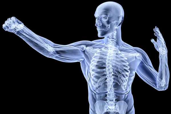 Human body science Stock Photos, Royalty Free Human body science Images ...