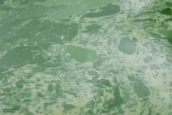 Algae bloom Stock Photos, Royalty Free Algae bloom Images | Depositphotos