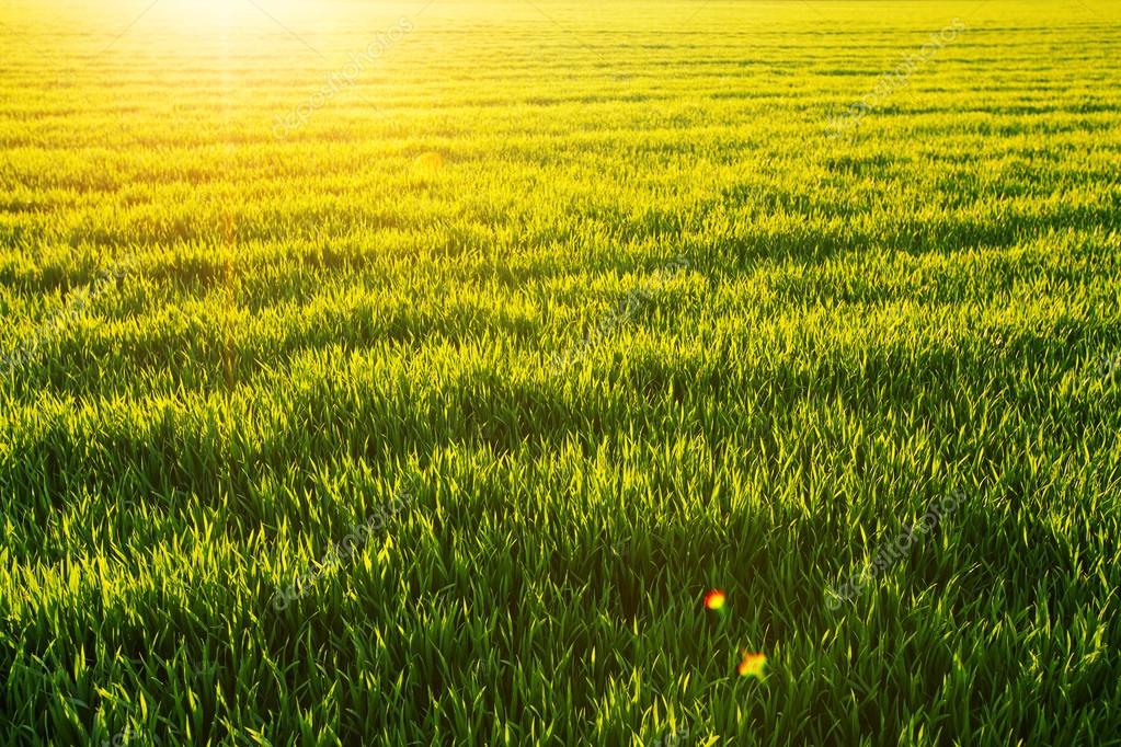 Sunny wheatfield and shining sun Stock Photo by ©valio84sl 45289201