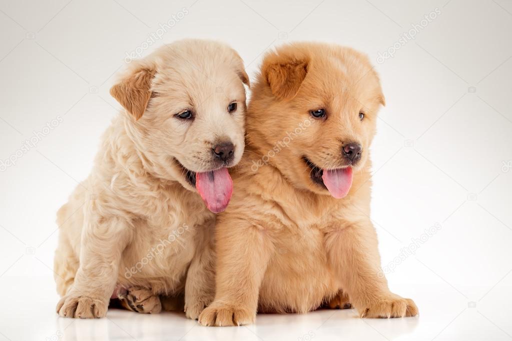 Two cute Chow-chow puppies, isolated over white background Stock Photo ...