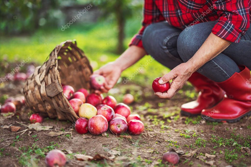 Mujer agricultora en el huerto de manzanas recoger manzanas maduras ...