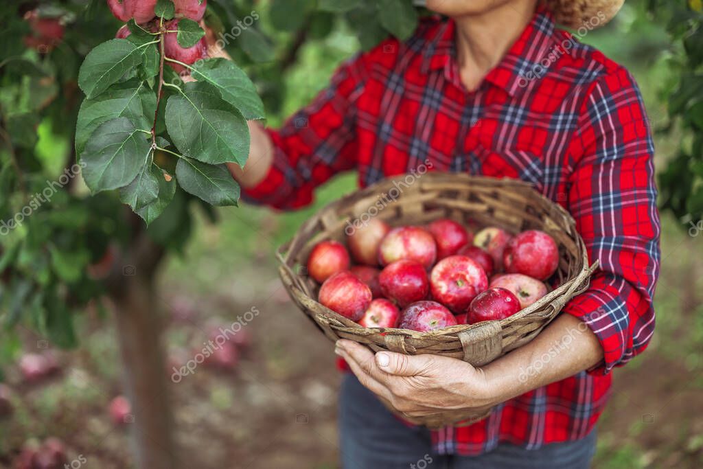 Mujer agricultora en el huerto de manzanas recoger manzanas maduras ...
